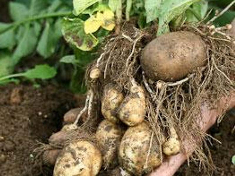 Papas con Hongos Recipe - Samsung Food