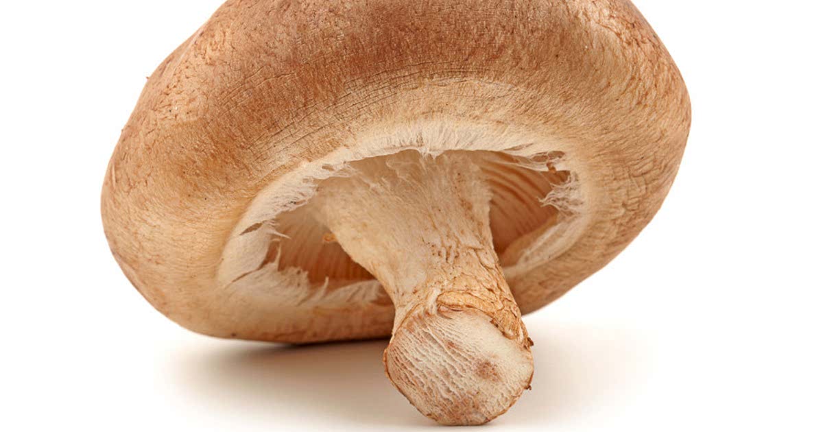 301 Easy Chestnut mushroom Recipes