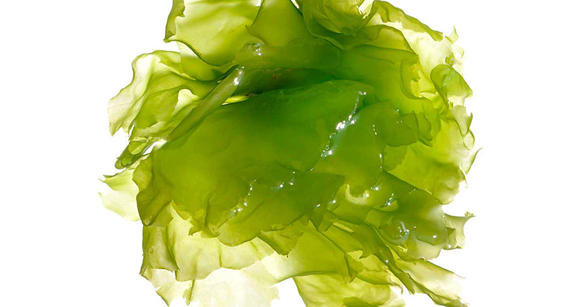 223 Easy Algae Recipes for a Nutritious Meal from Samsung Food Community