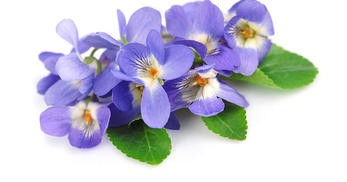 8 Easy Violets Recipes for a Nutritious Meal from Samsung Food Community