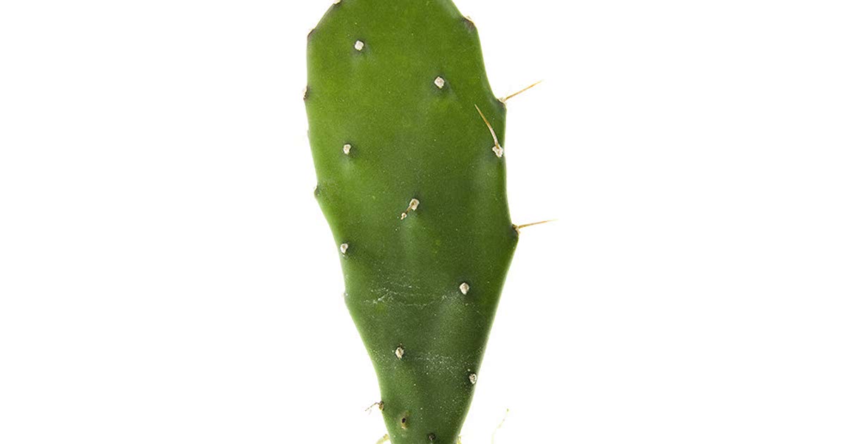 26 Easy Cactus paddles Recipes