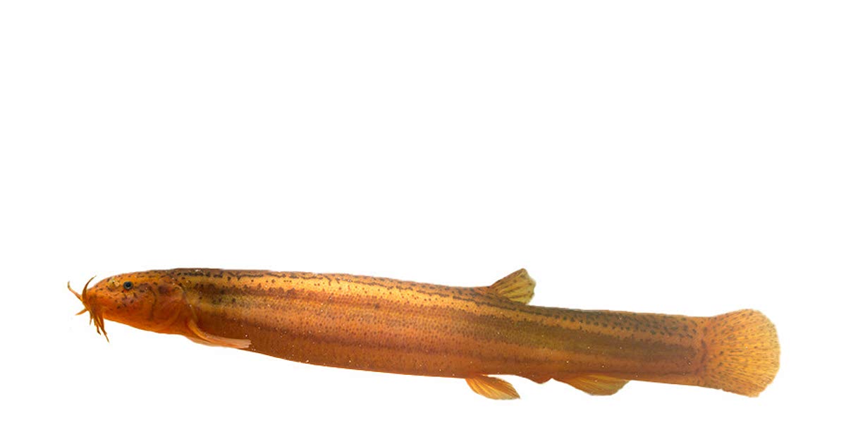 Easy Mudfish Recipes for a Nutritious Meal from Samsung Food Community