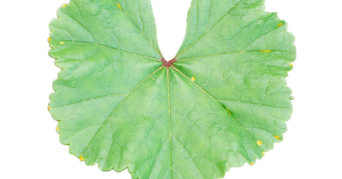 2 Easy Malva mallow leaves Recipes for a Nutritious Meal from Samsung ...