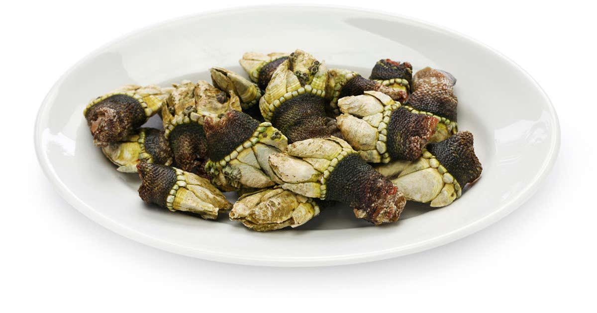 Easy Goose barnacles Recipes for a Nutritious Meal from Samsung Food ...