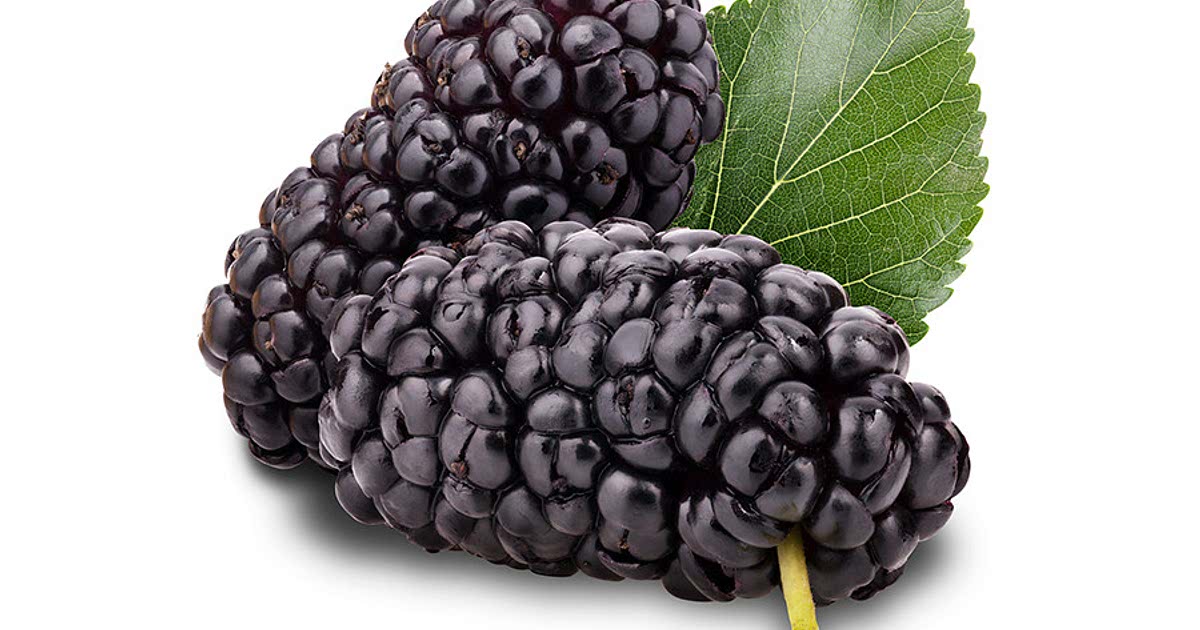 13 Easy Mulberries Recipes