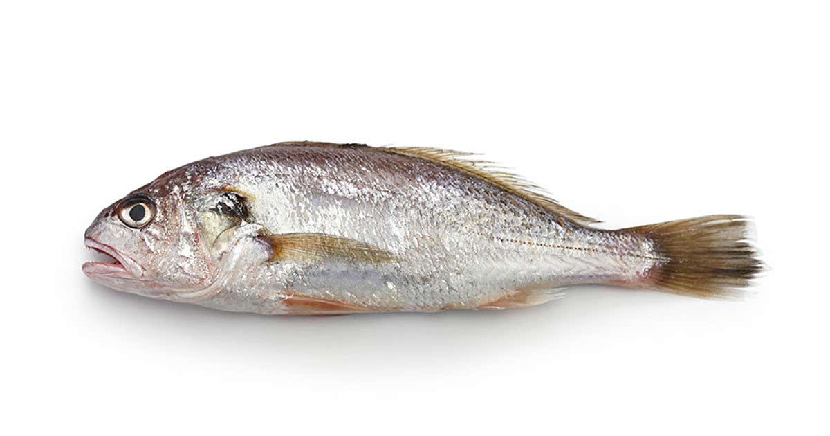 Easy White croaker fish Recipes