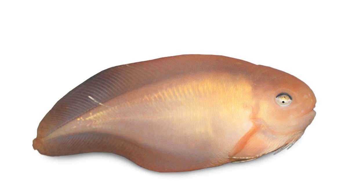 Easy Snailfish Recipes