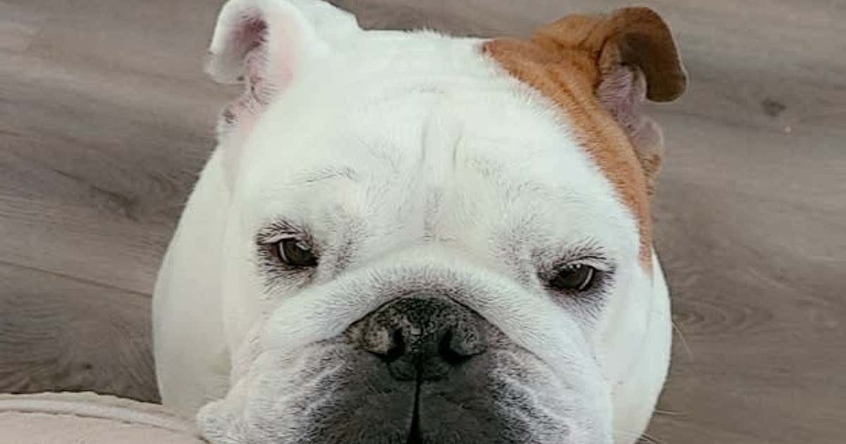 mafia cooking Recipes | Samsung Food App