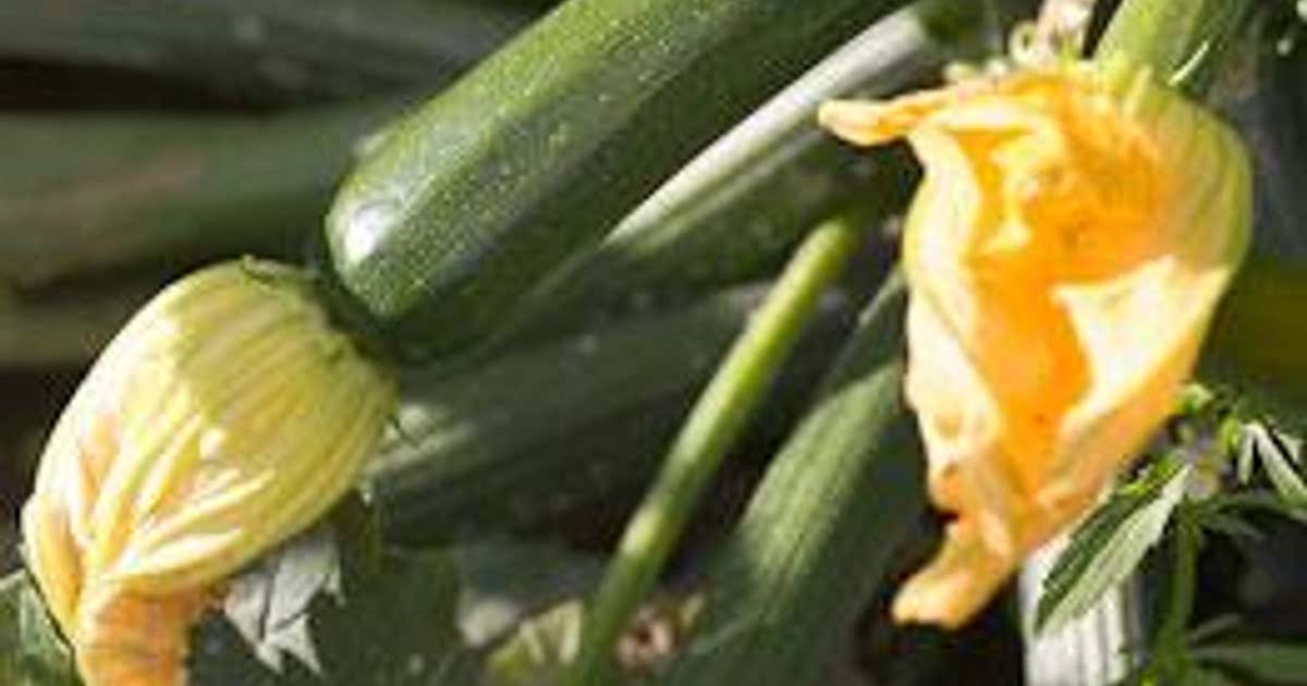 Baked courgette (zucchini) and tomato Recipe - Samsung Food