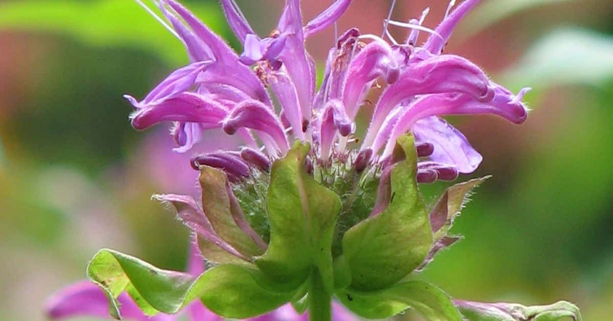 Thé de Monarde Recipe — Samsung Food