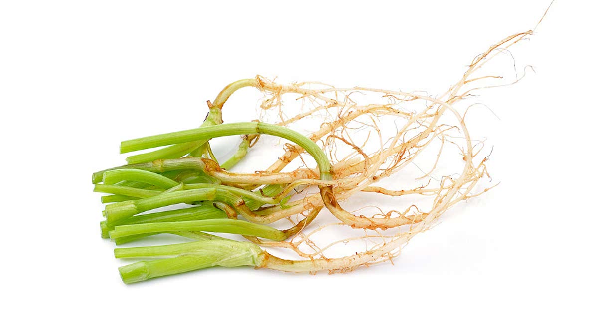 Easy Dried welsh onion roots Recipes for a Nutritious Meal from Samsung ...