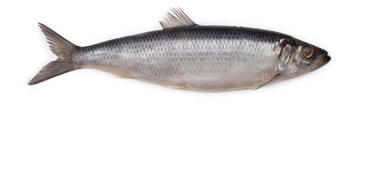 Easy Bismarck herring Recipes for a Nutritious Meal from Samsung Food ...
