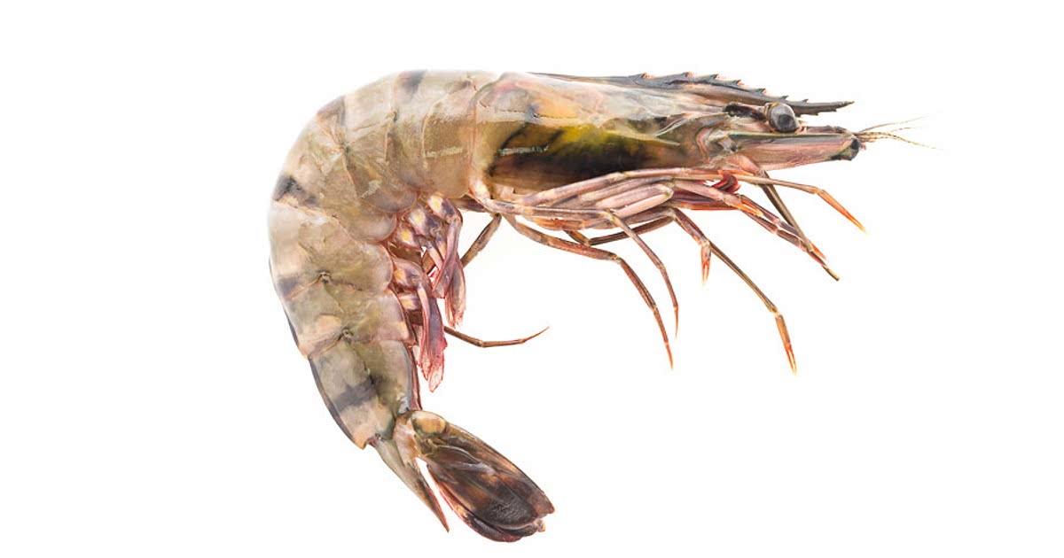 Easy Nobashi prawn Recipes for a Nutritious Meal from Samsung Food ...