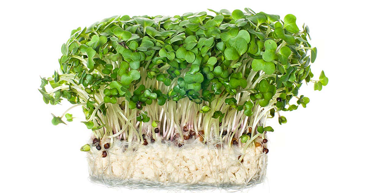 1 Easy Basil cress Recipes for a Nutritious Meal from Samsung Food ...