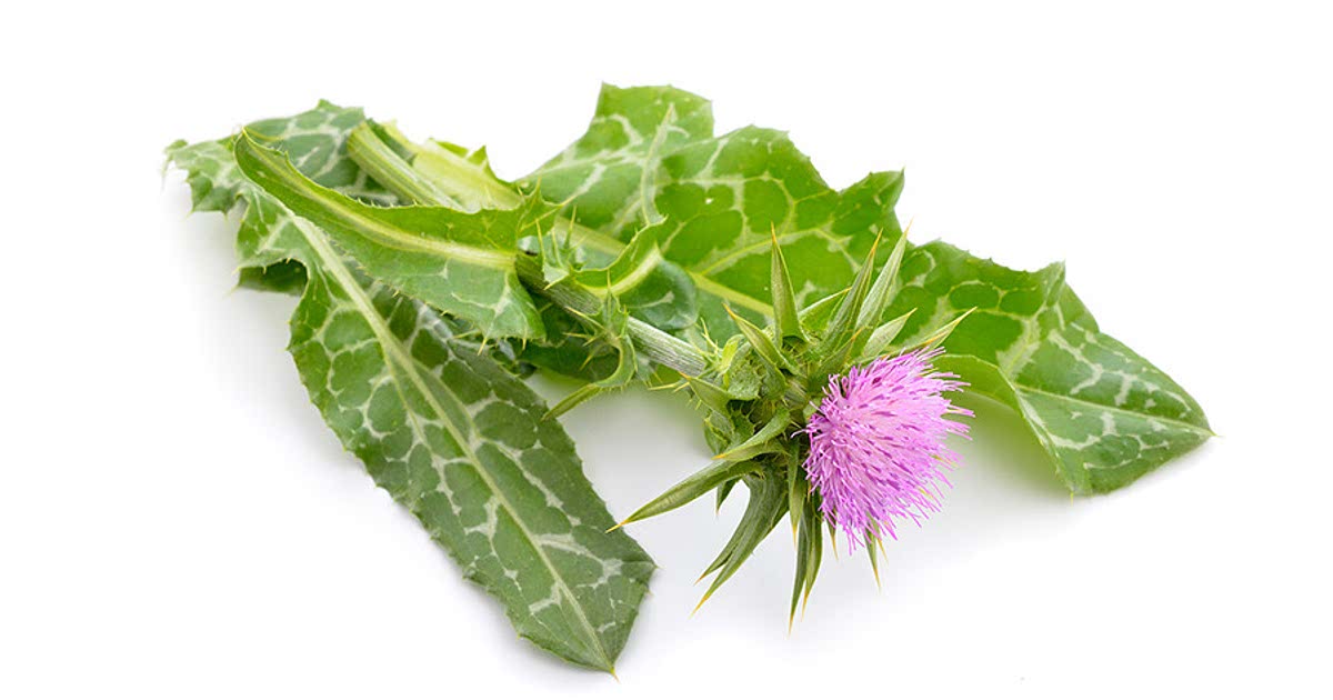 Easy Milk thistle leaves Recipes for a Nutritious Meal from Samsung ...