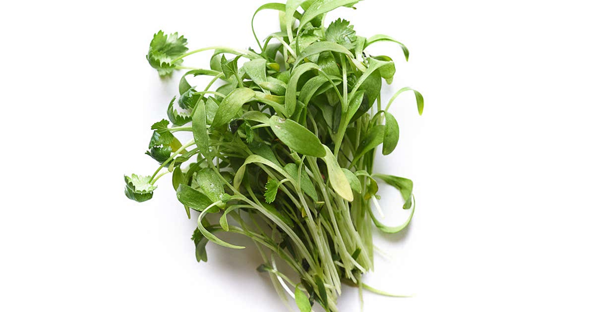 6 Easy Micro cilantro Recipes for a Nutritious Meal from Samsung Food Community