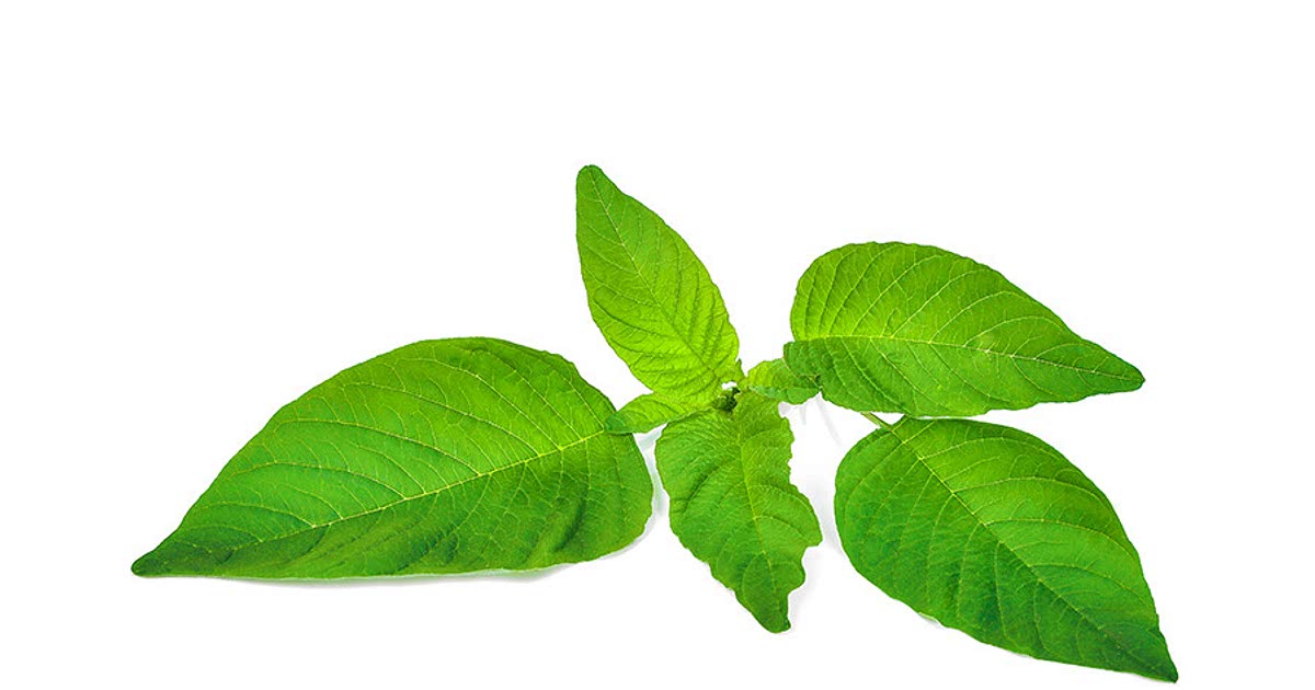 Easy Pigweed Recipes for a Nutritious Meal from Samsung Food Community