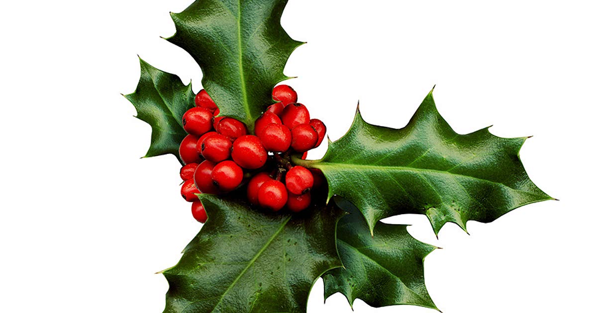 2 Easy Holly leaves Recipes for a Nutritious Meal from Samsung Food ...