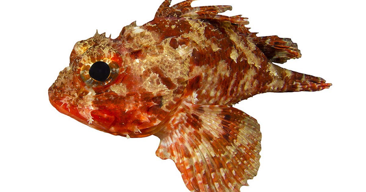 Easy Rascasse fish Recipes for a Nutritious Meal from Samsung Food ...