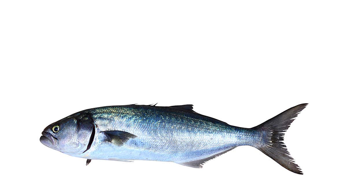 Easy Bluefish Recipes for a Nutritious Meal from Samsung Food Community