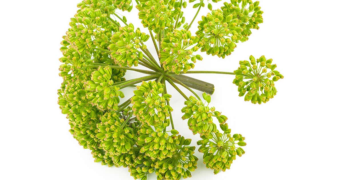 2 Easy Angelica Recipes for a Nutritious Meal from Samsung Food Community