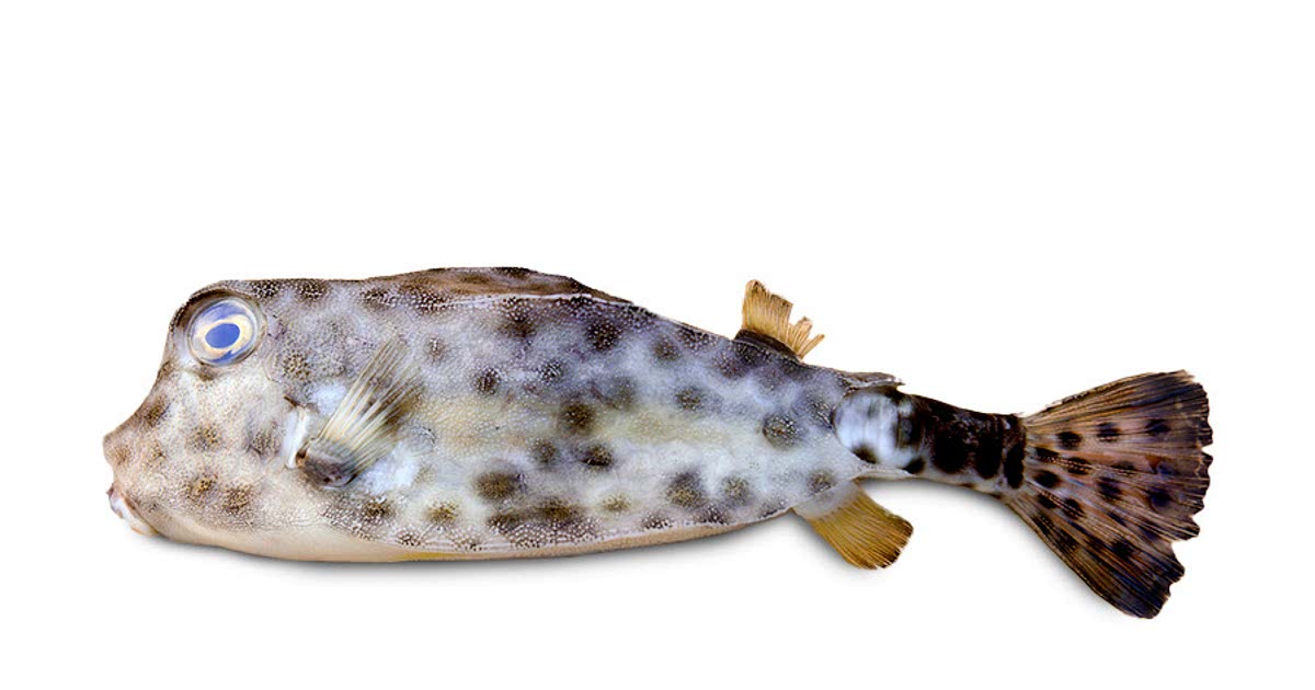 Easy Fugu fish Recipes for a Nutritious Meal from Samsung Food Community