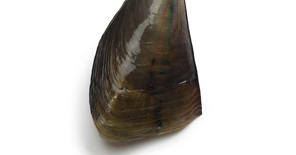 Easy Comb pen shell Recipes for a Nutritious Meal from Samsung Food Community