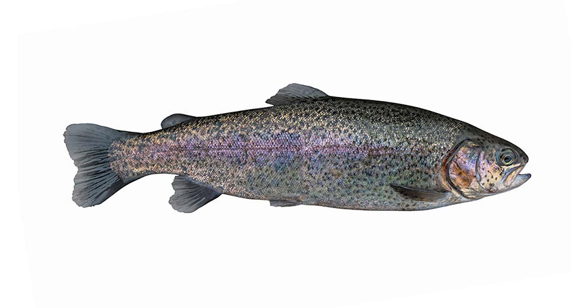 Easy Oilfish Recipes for a Nutritious Meal from Samsung Food Community